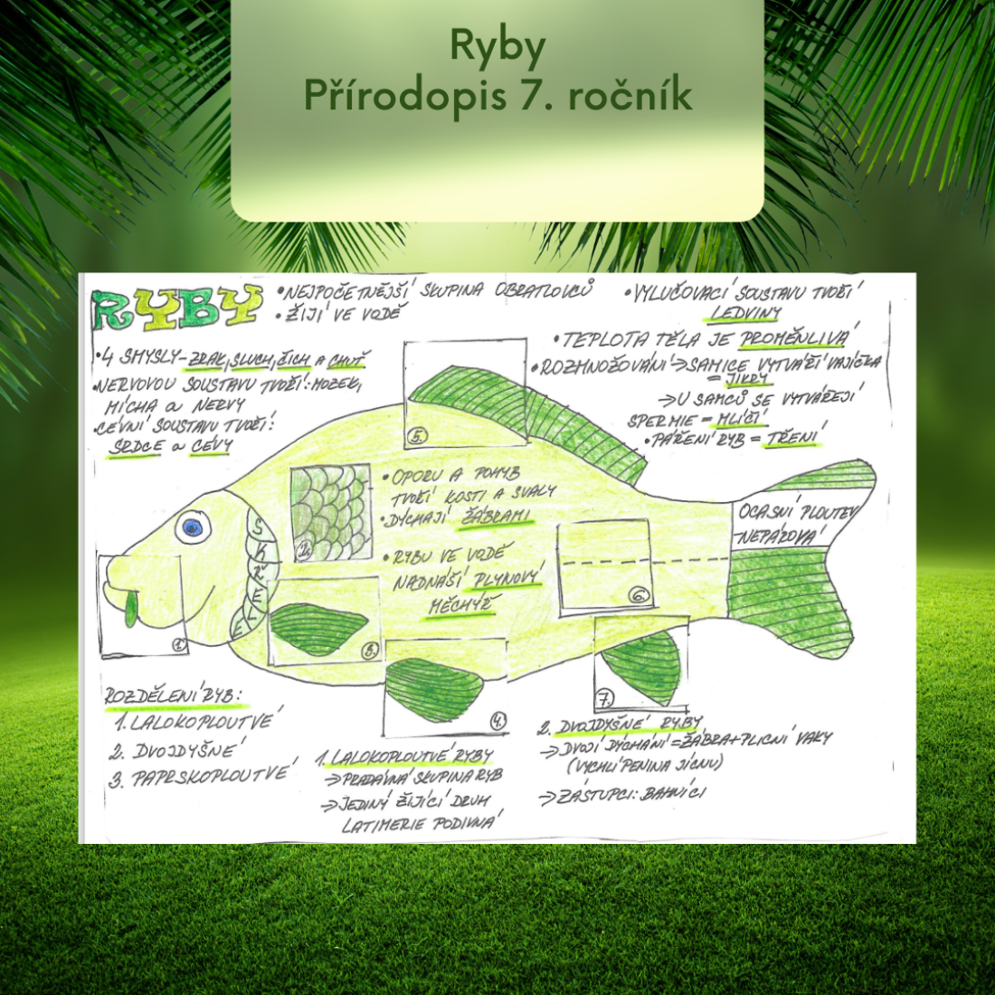 Ryby | Učitelnice