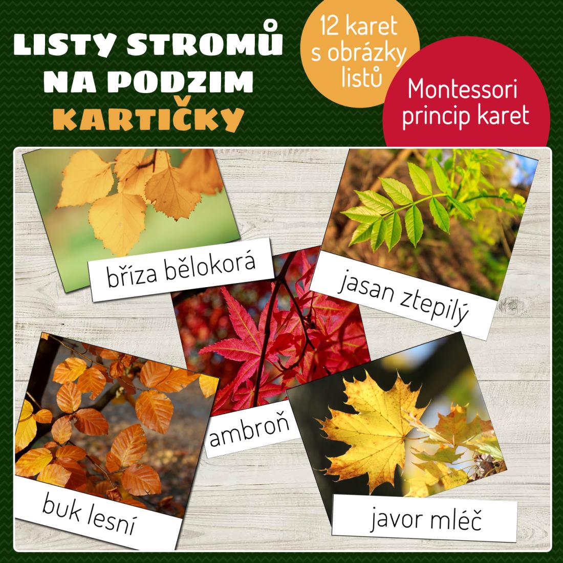 Listy stromů na podzim - kartičky | Učitelnice