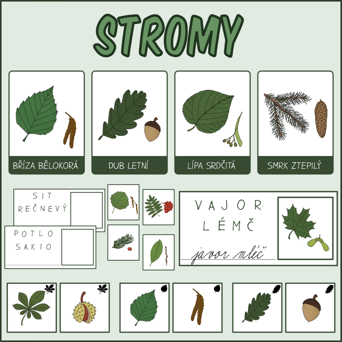 Stromy - Listy a plody | Učitelnice