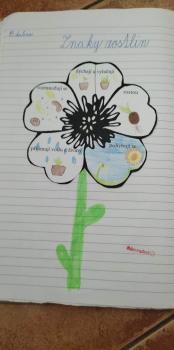 Znaky rostlin, fotosyntéza, dýchání rostlin | Učitelnice