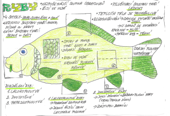 Ryby | Učitelnice